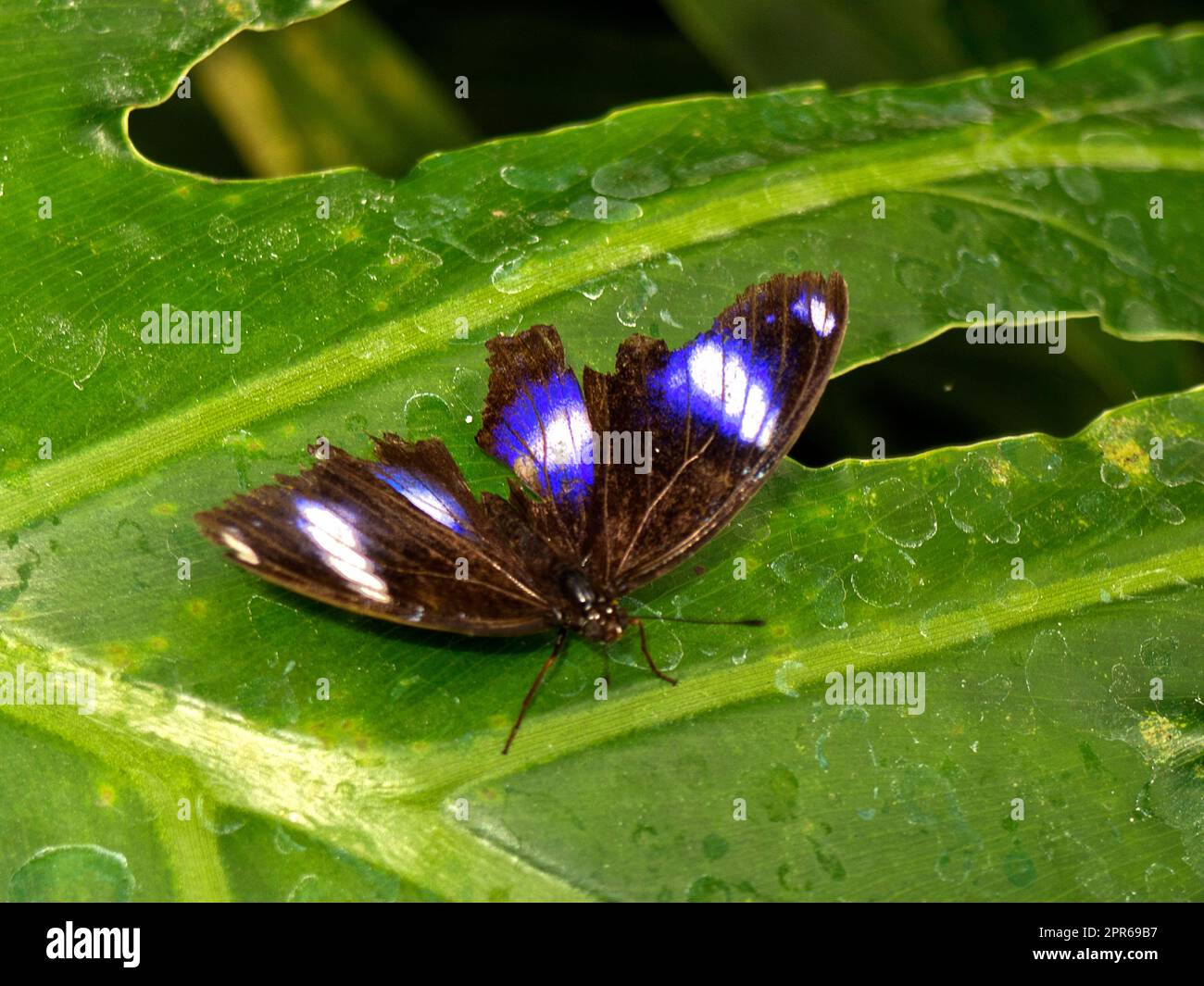 Maximilianpark and lake hi-res stock photography and images - Alamy