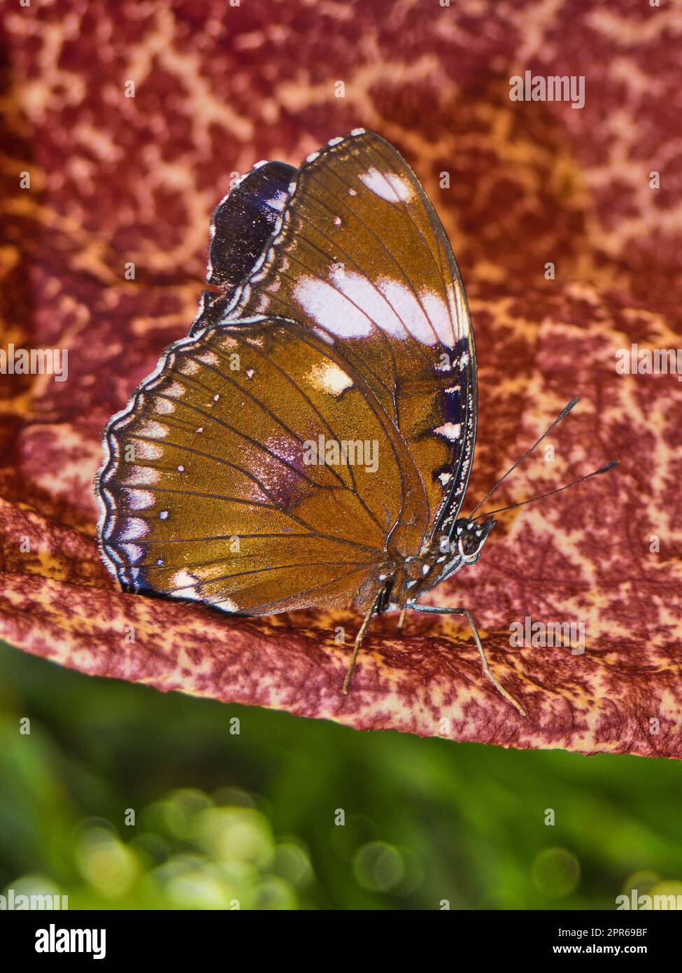 Maximilianpark and lake hi-res stock photography and images - Alamy