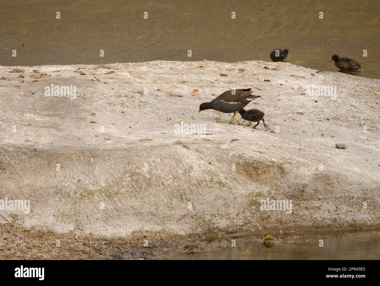 Eurasian common moorhen searching for food with one of its chicks Stock ...