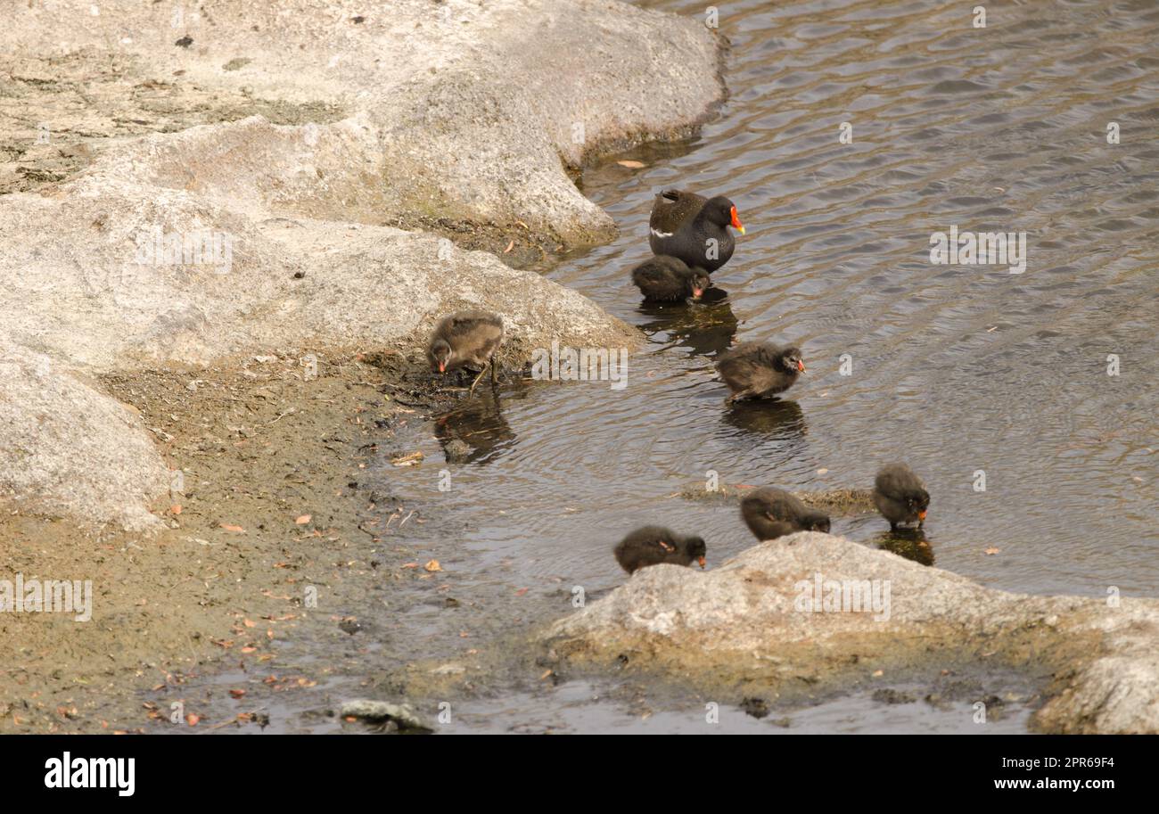 Eurasian common moorhen with its chicks Stock Photo - Alamy