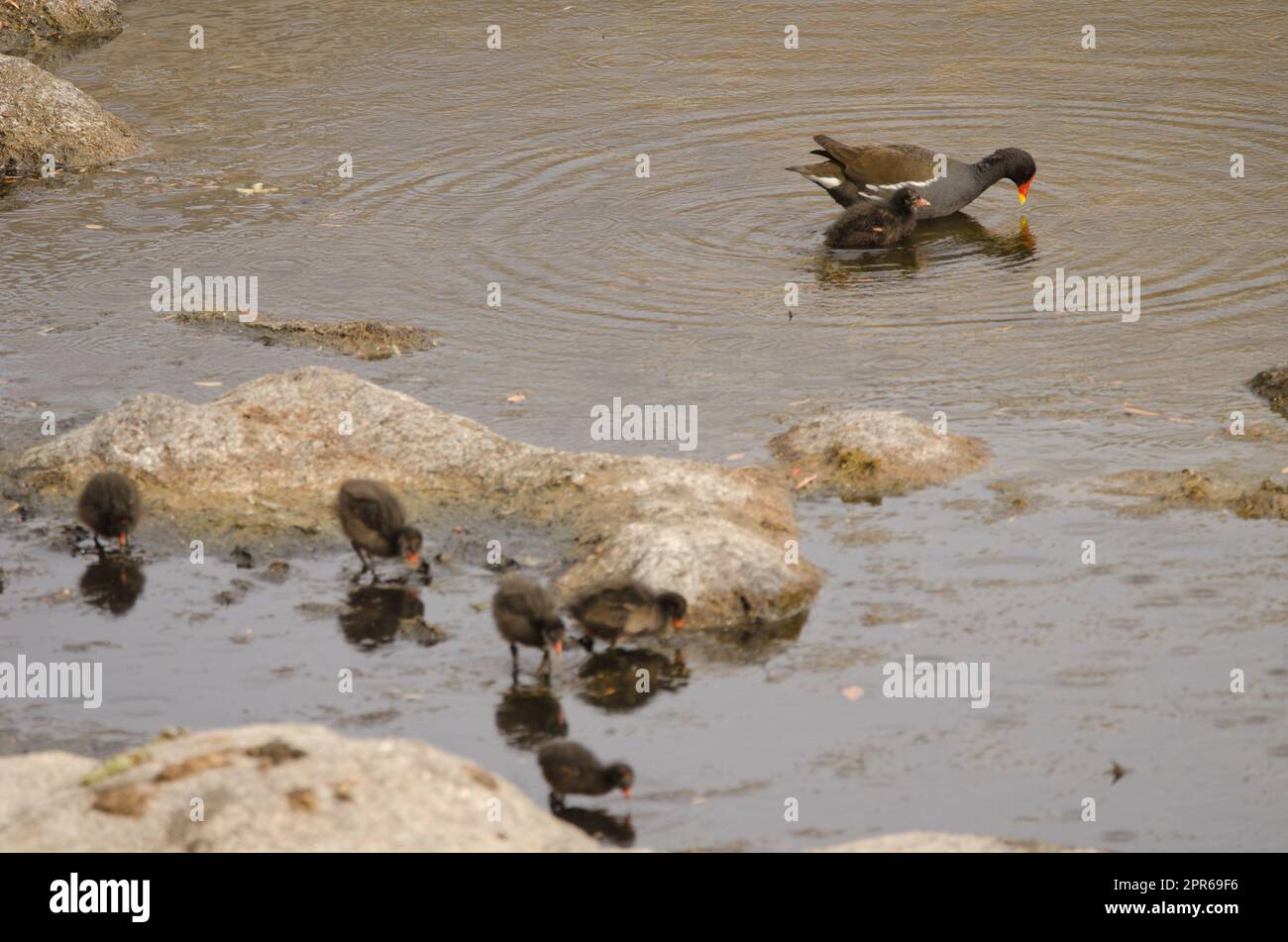 Eurasian common moorhen with its chicks Stock Photo - Alamy