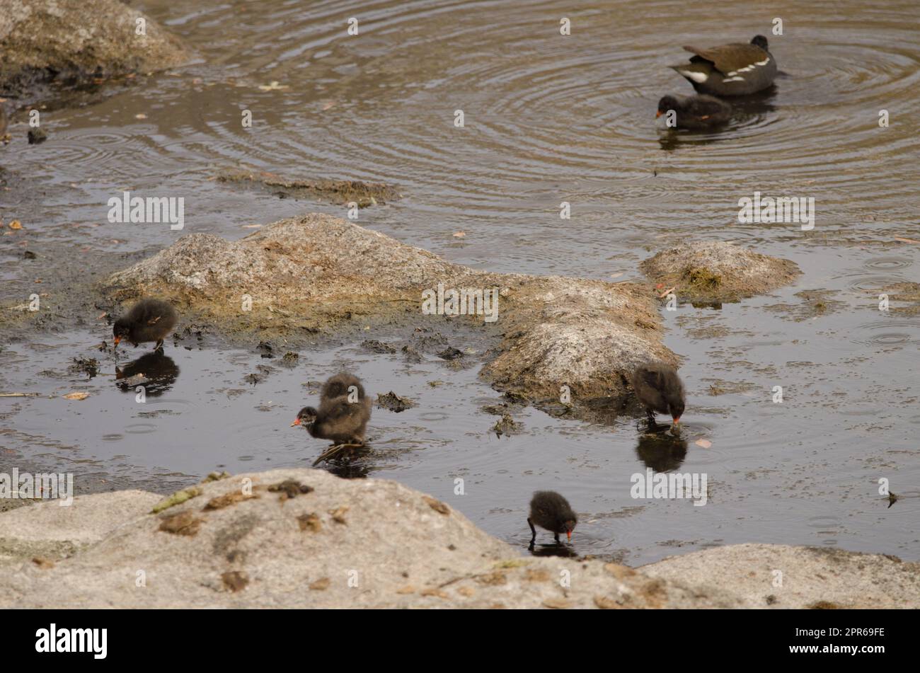 Searching for chicks hi-res stock photography and images - Alamy