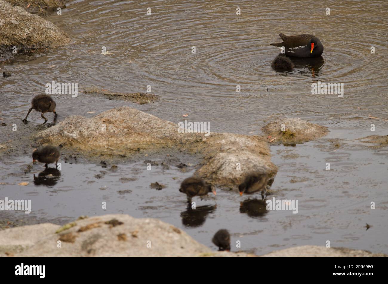 Eurasian common moorhen with its chicks Stock Photo - Alamy