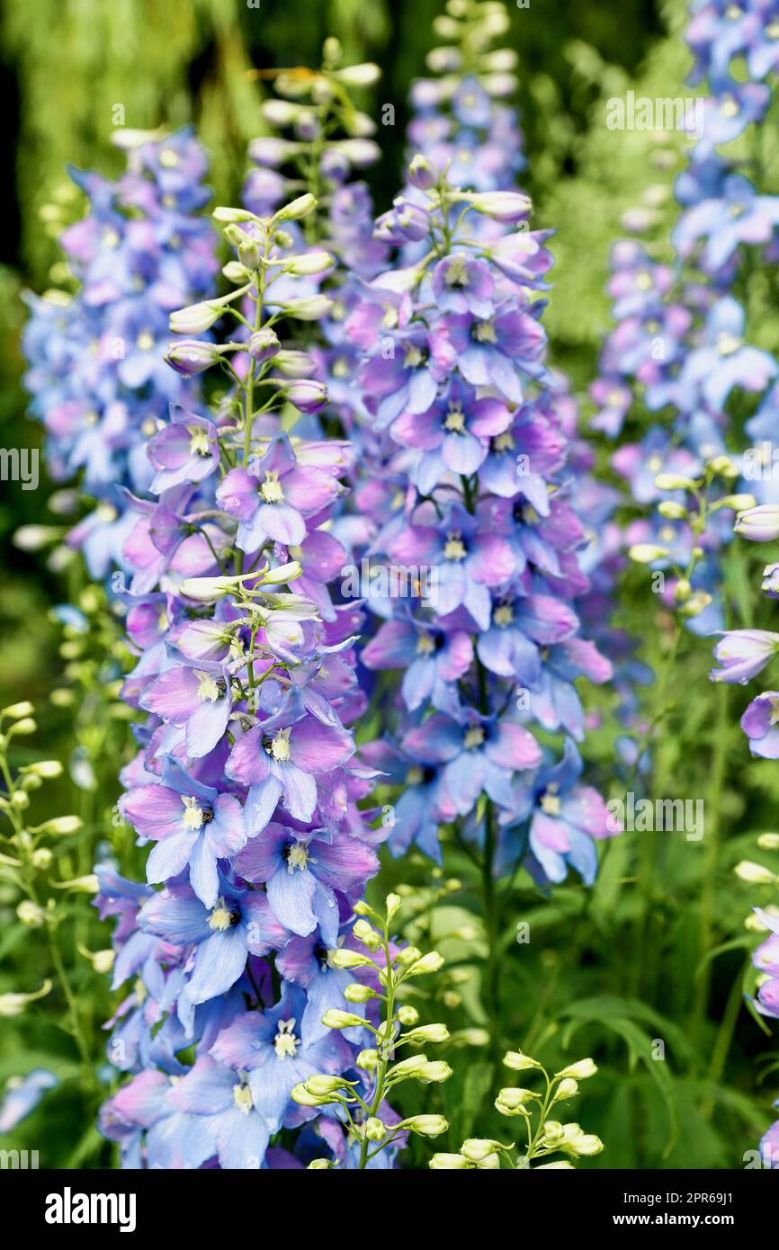 Blue larkspur hi-res stock photography and images - Alamy