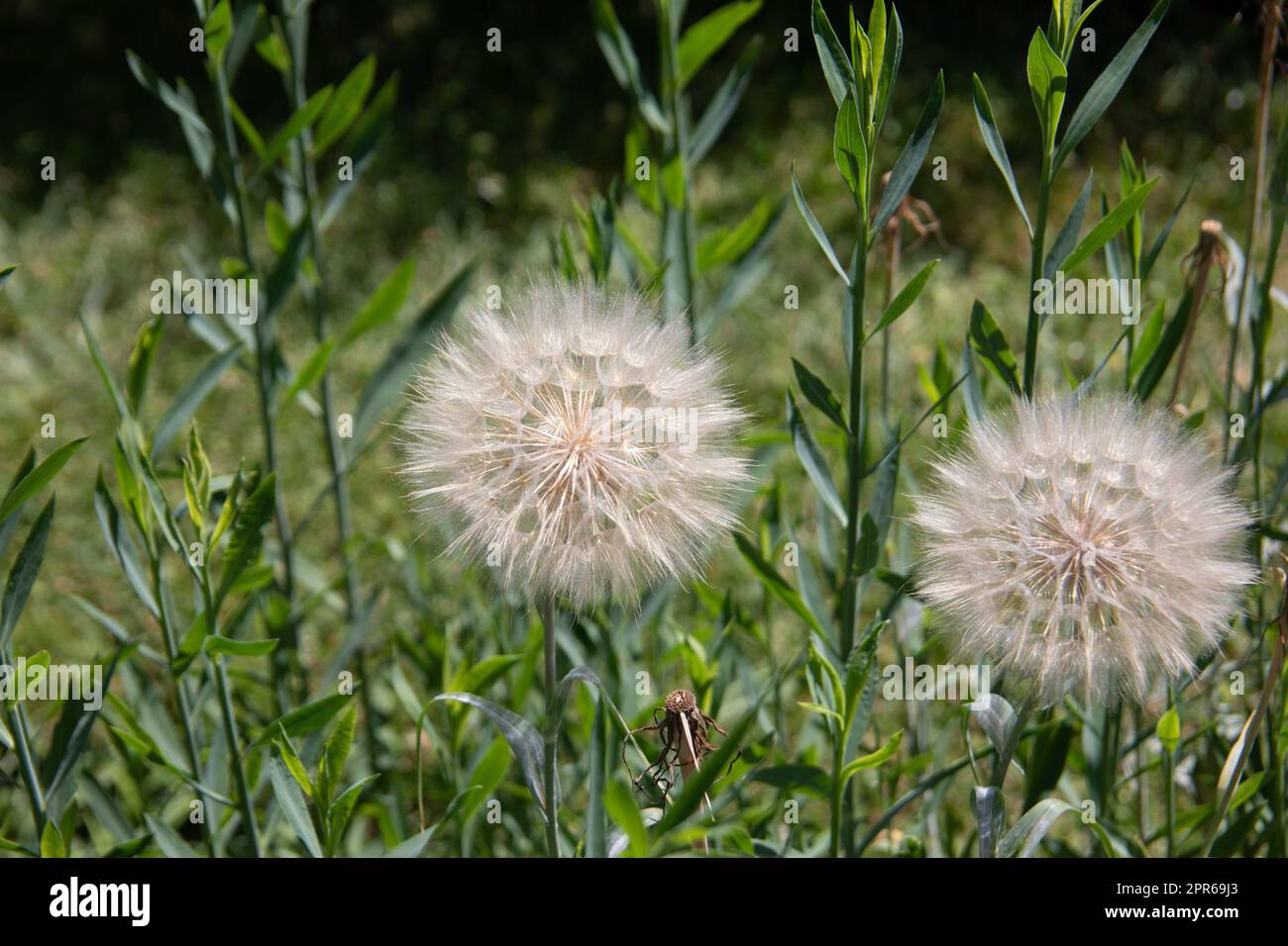 Flying seeds hi-res stock photography and images - Alamy