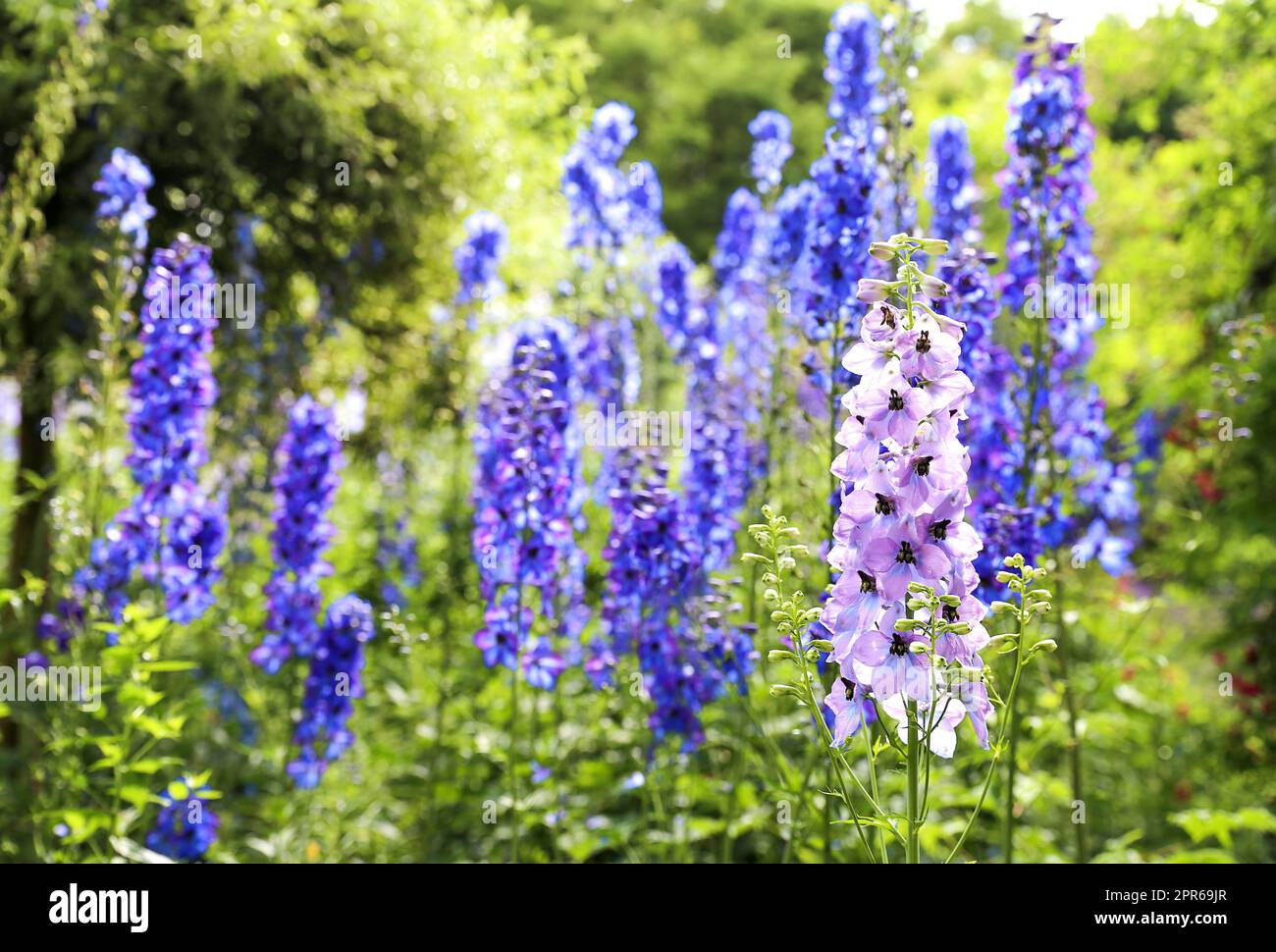 With field larkspur hi-res stock photography and images - Alamy