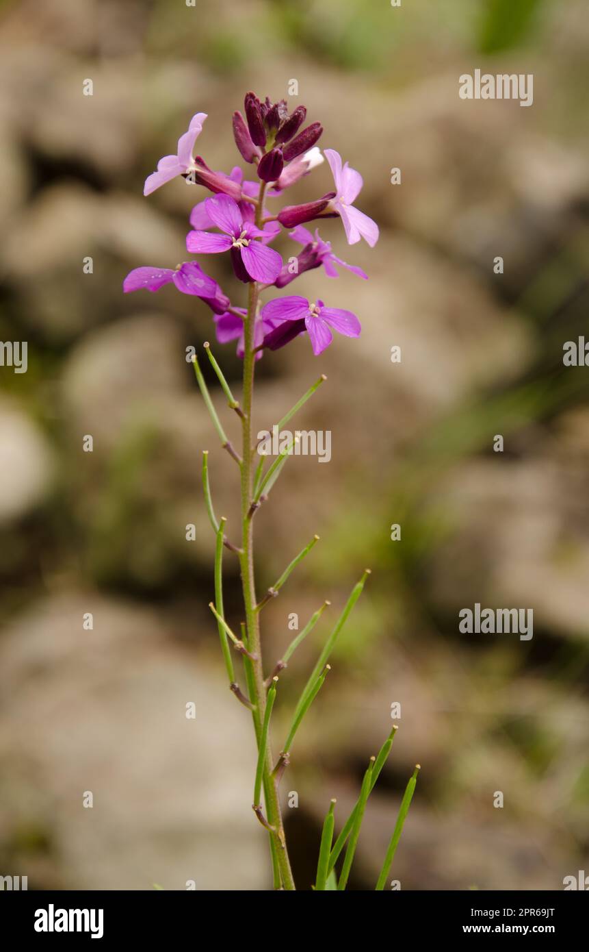 Bloom colors bloom colours hi-res stock photography and images - Alamy