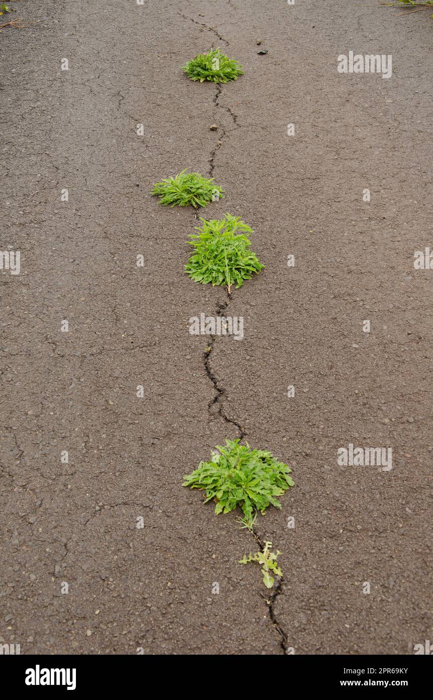 Plants on a road Stock Photo - Alamy