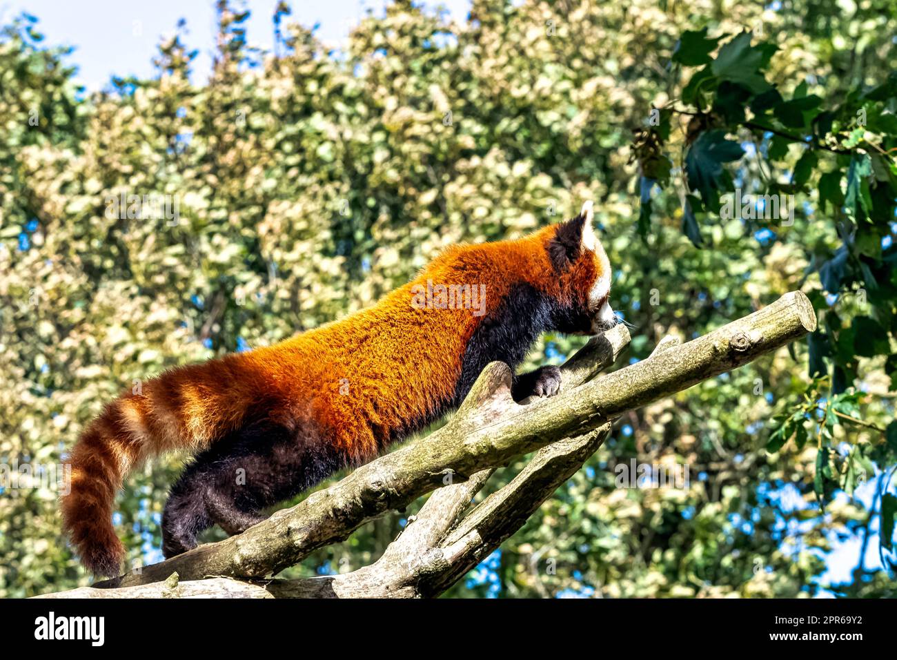 Red panda (Ailurus fulgens) known as lesser panda, the red bear-cat, or ...