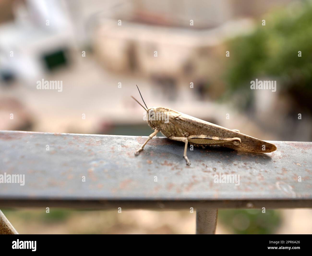 A grasshopper on a metal fence, background out of focus.Detail and ...