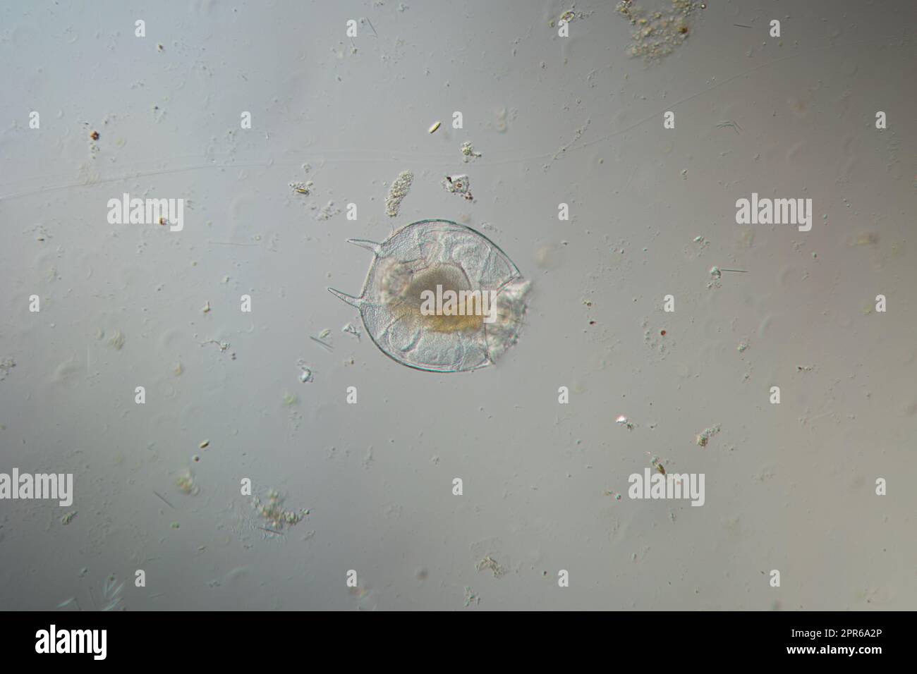 Rotifer foraging in stream 100x hi-res stock photography and images - Alamy
