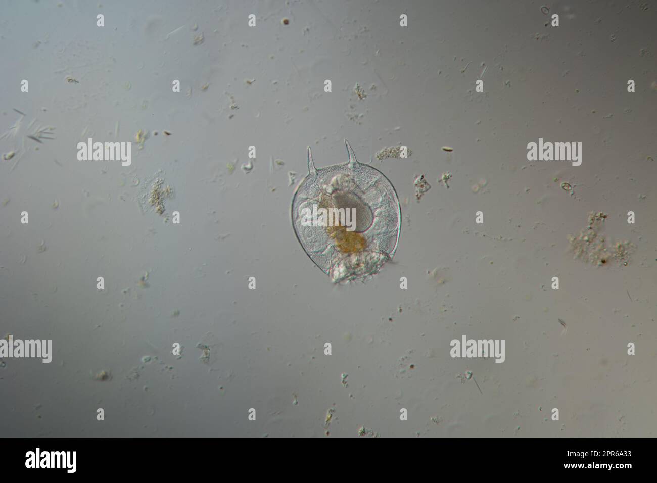 Rotifer foraging in stream 100x hi-res stock photography and images - Alamy