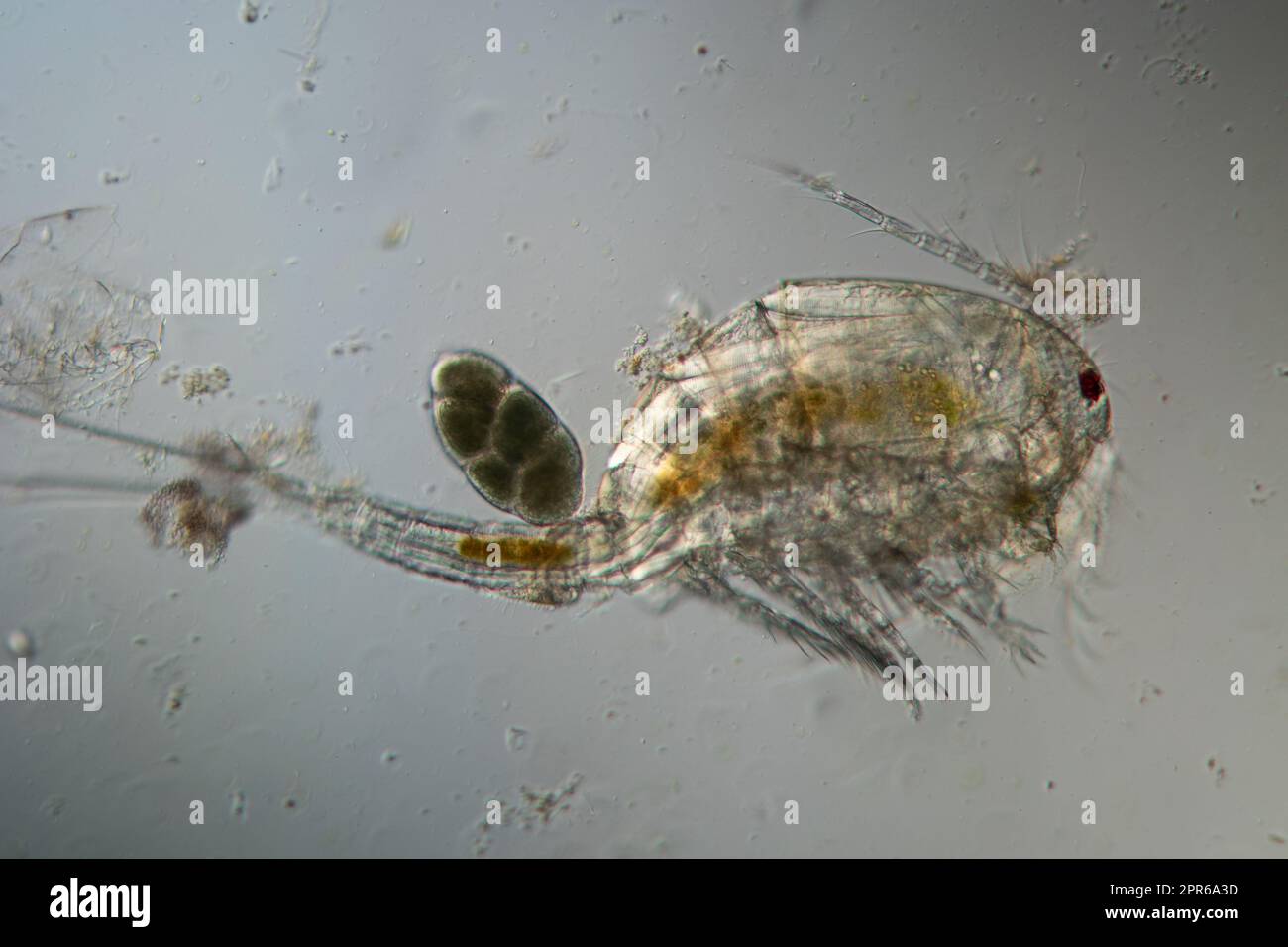 Copepod larva hi-res stock photography and images - Alamy