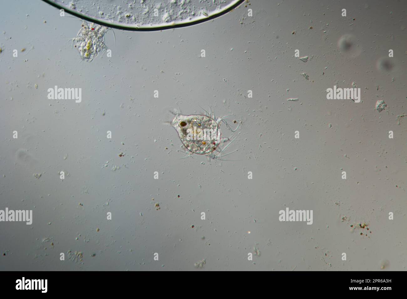 Copepod copepod nauplius hi-res stock photography and images - Alamy