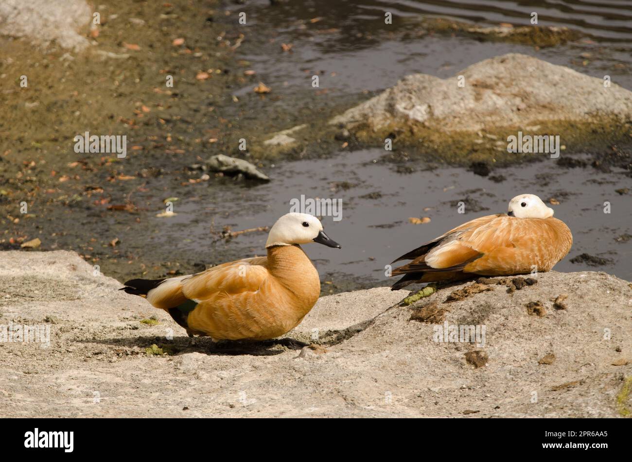 Resting pair hi-res stock photography and images - Alamy