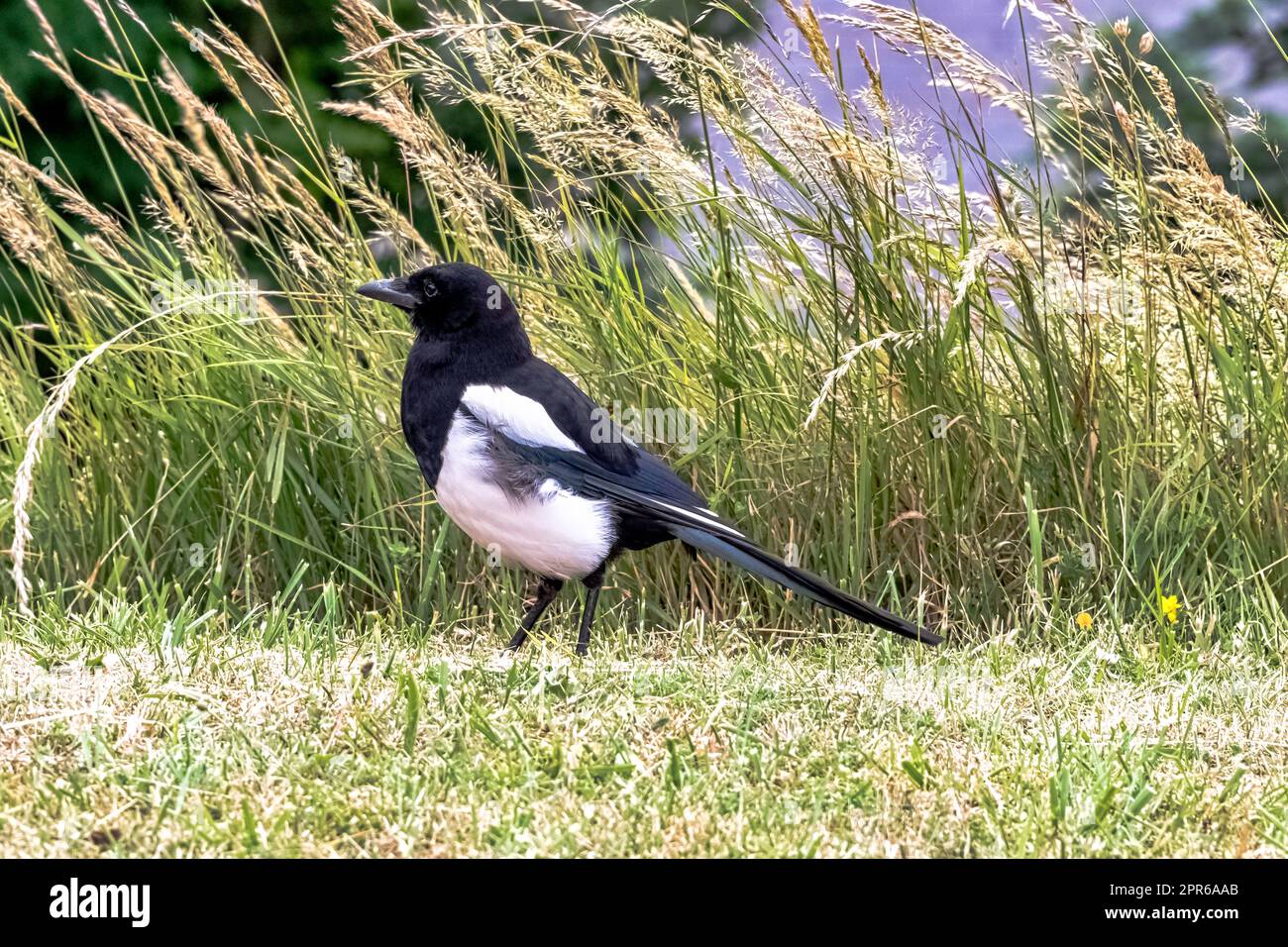Pica pica known as Eurasian, European or common magpie in British park ...