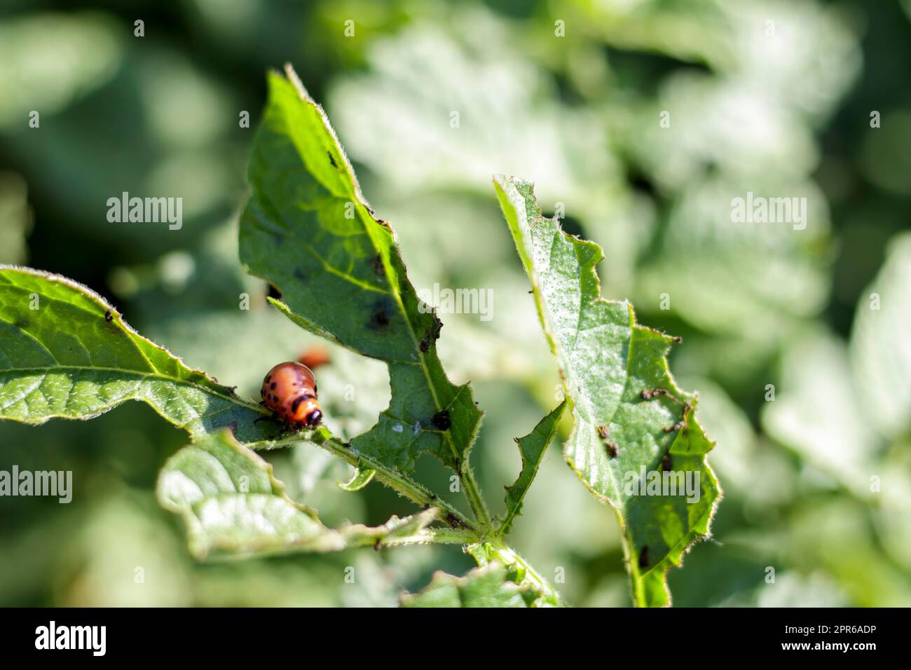 Close-up of a Colorado striped beetle larva on damaged potato leaves ...
