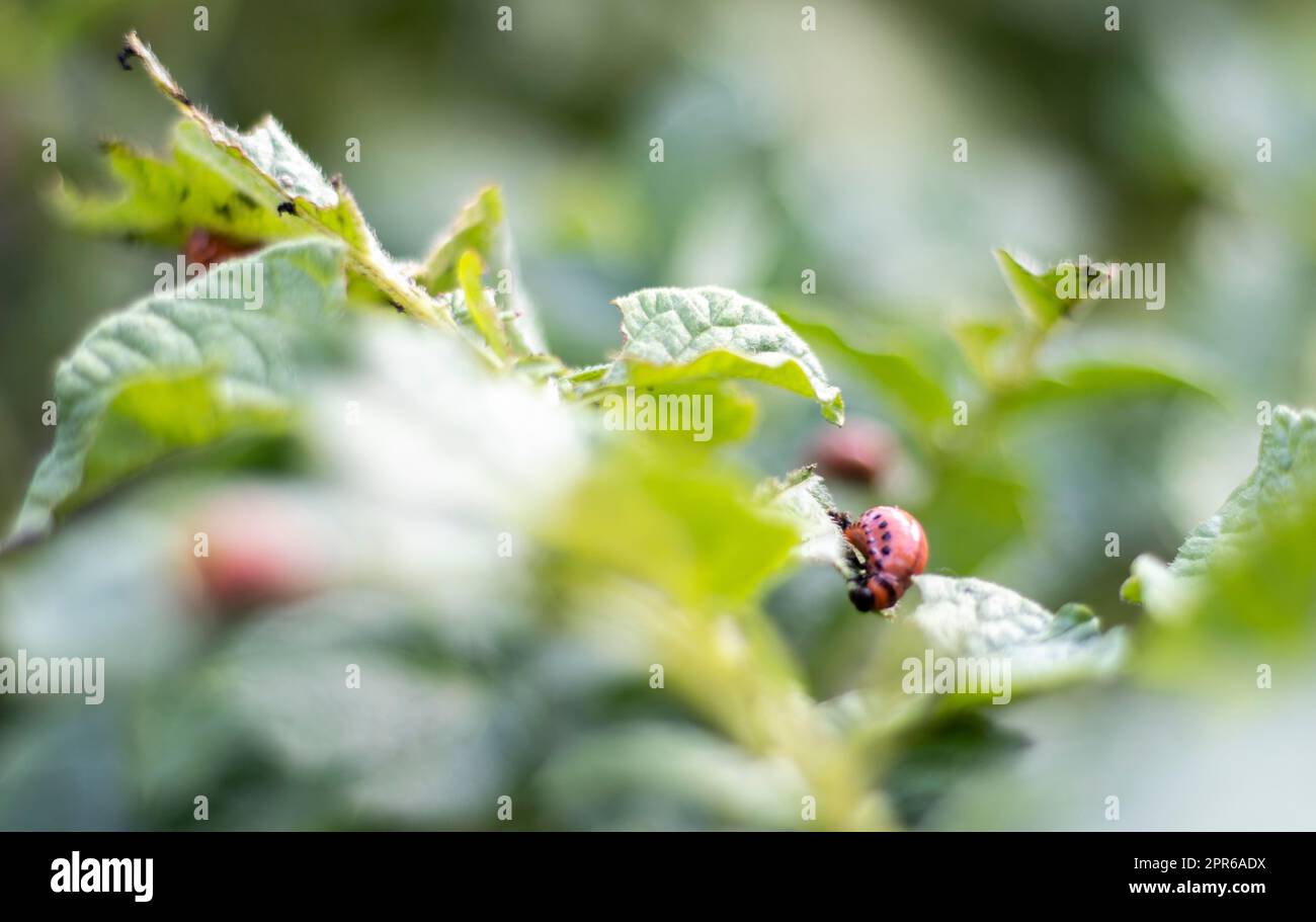 The Colorado beetle larva on potato leaves destroys potato plants and ...