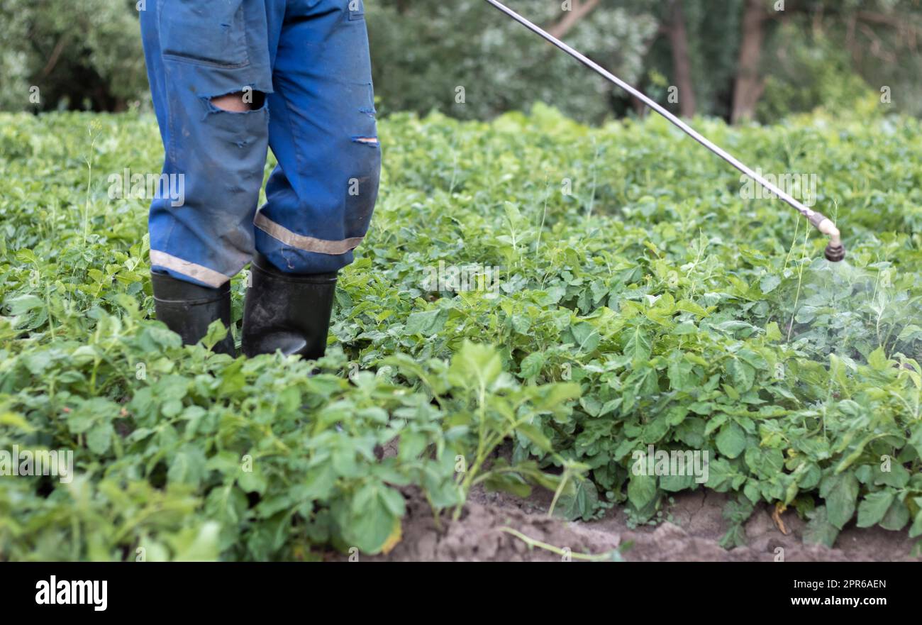 A farmer applying insecticides to his potato crop. Legs of a man in ...