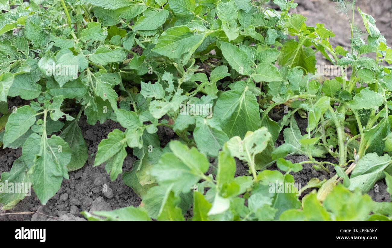 Green field of potatoes in a row. Potato plantations, solanum tuberosum ...