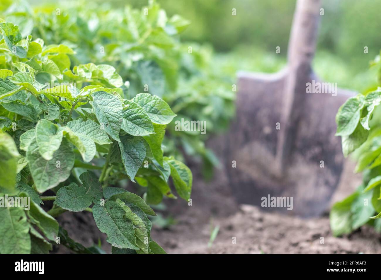 Shovel on the background of potato bushes. Harvesting. Agriculture ...