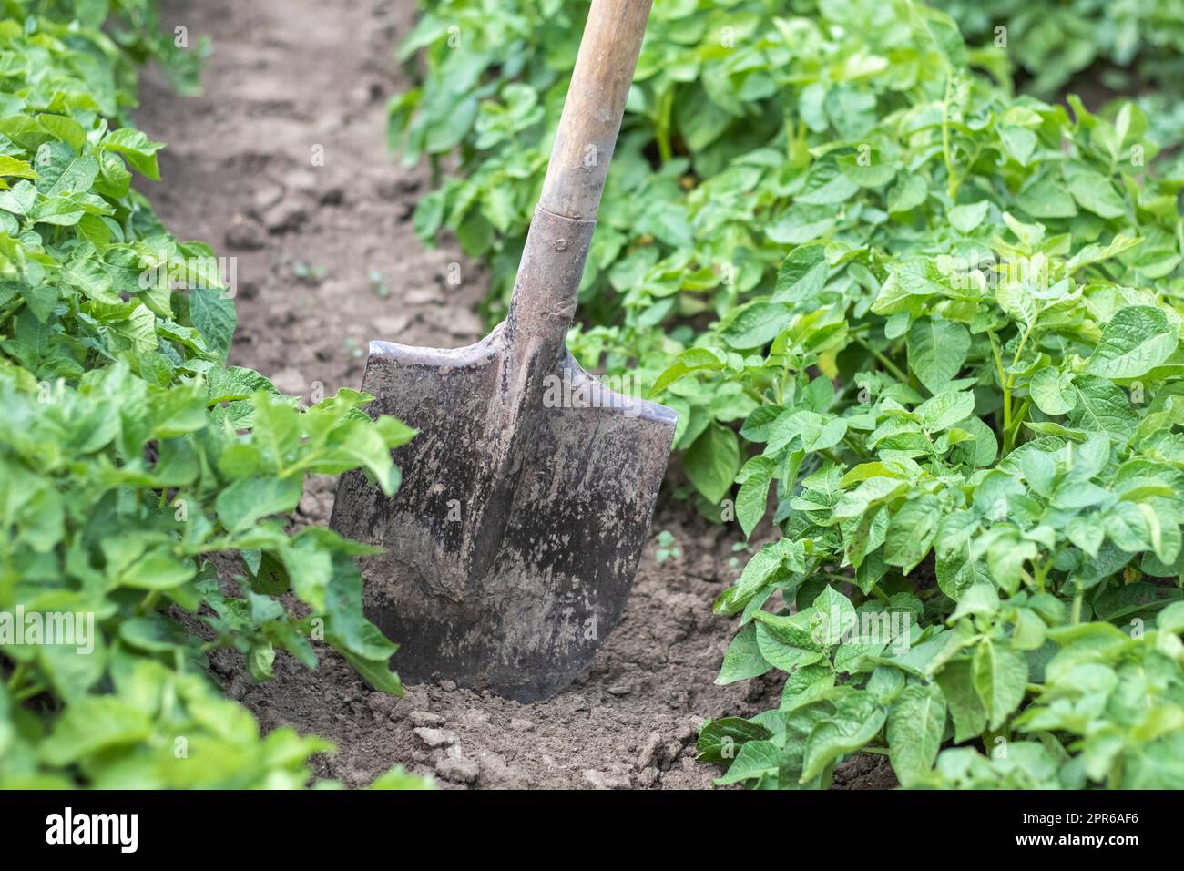 Shovel on the background of potato bushes. Digging up a young potato ...