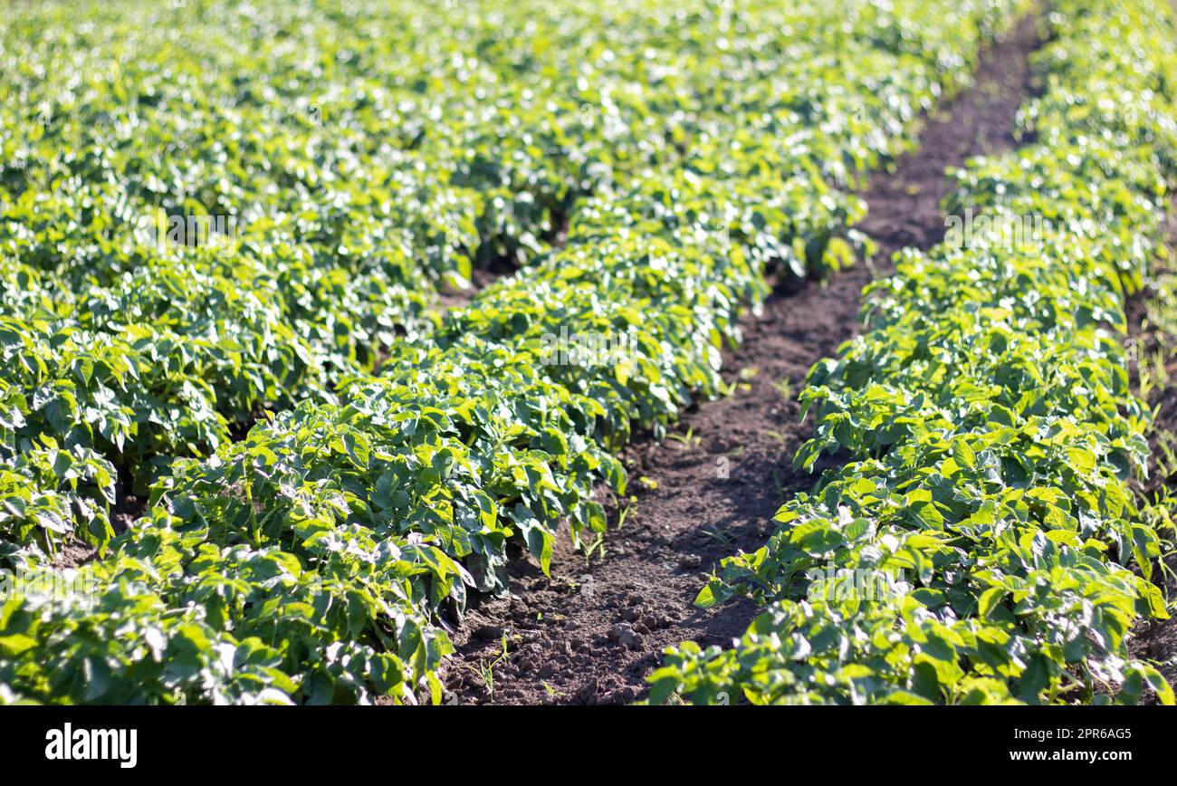 Green field of potatoes in a row. Potato plantations, solanum tuberosum ...
