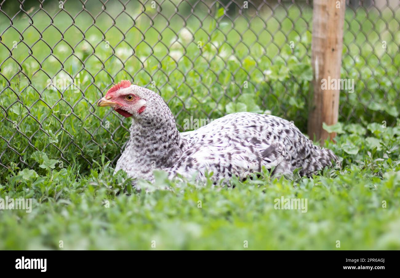 Chickens on the farm, poultry concept. White loose chicken outdoors ...