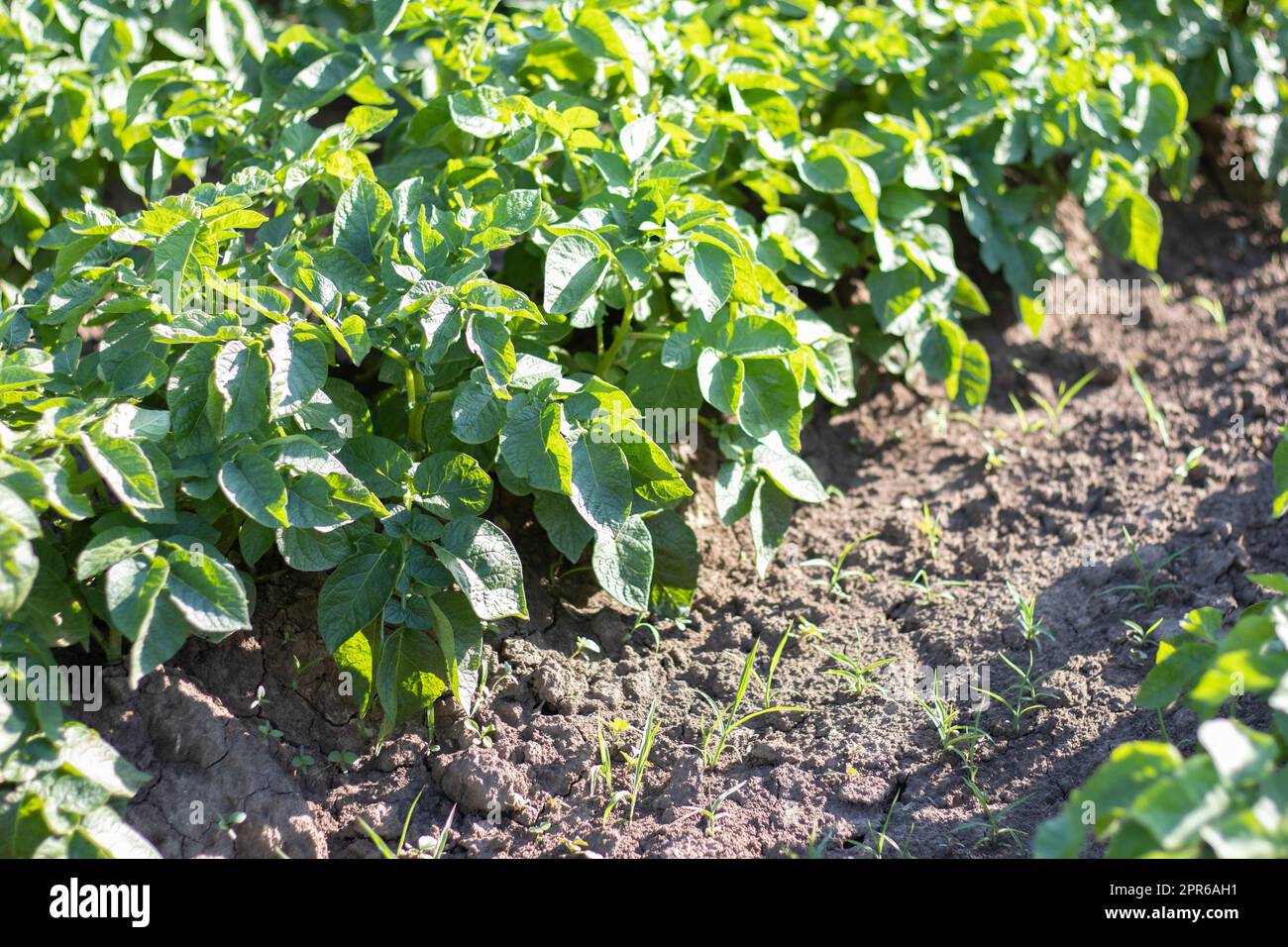 Green field of potatoes in a row. Potato plantations, solanum tuberosum ...