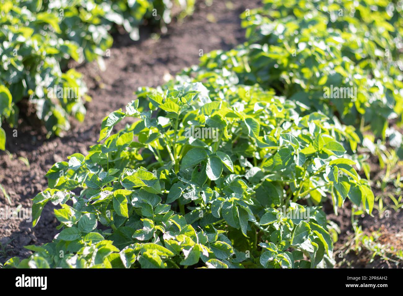 Potato plantations grow in the field. Farming, agriculture. Green field ...