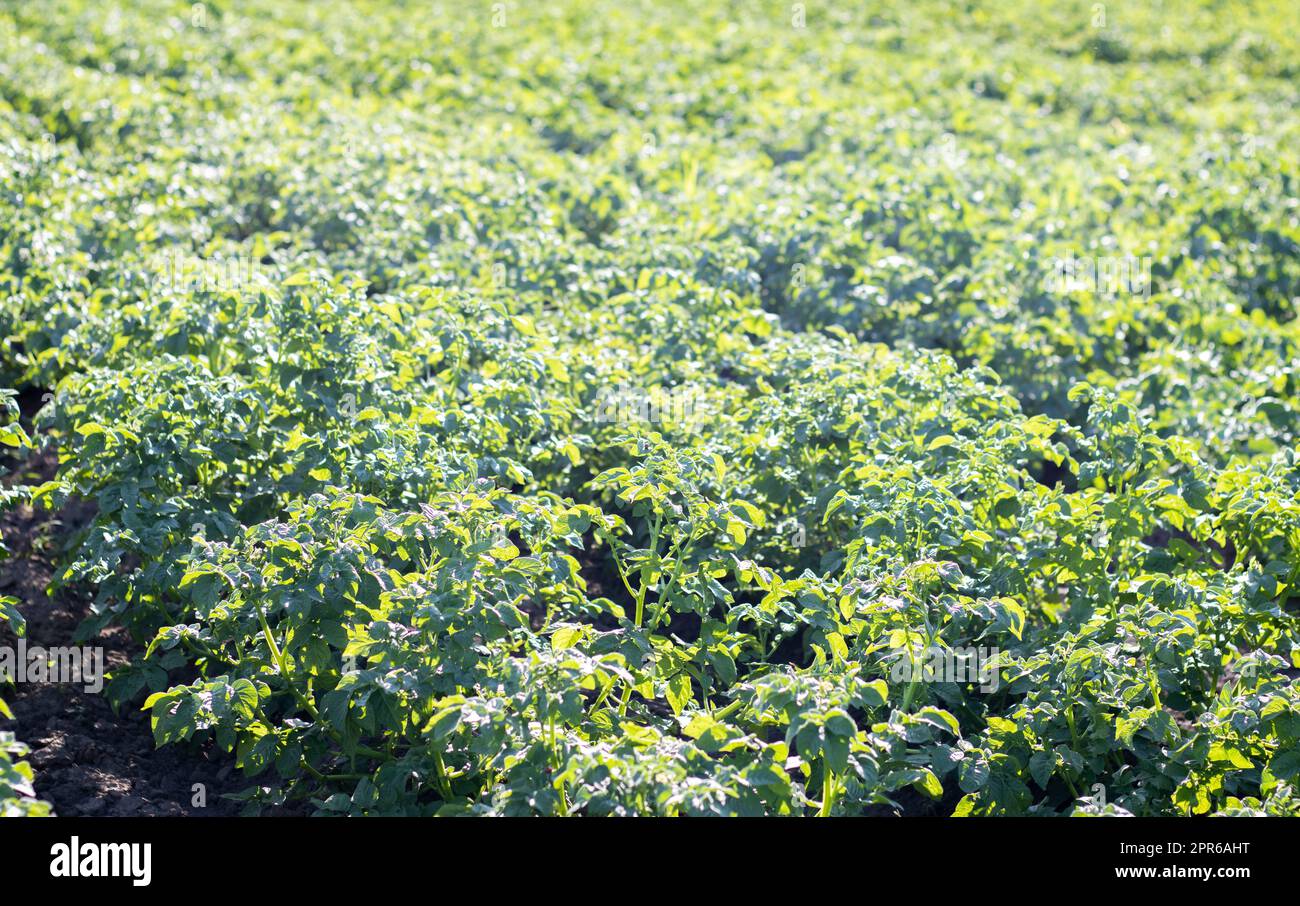Green field of potatoes in a row. Potato plantations, solanum tuberosum ...