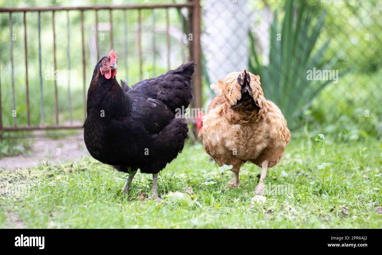 Two hens, black and red, are in the yard looking for food to eat ...