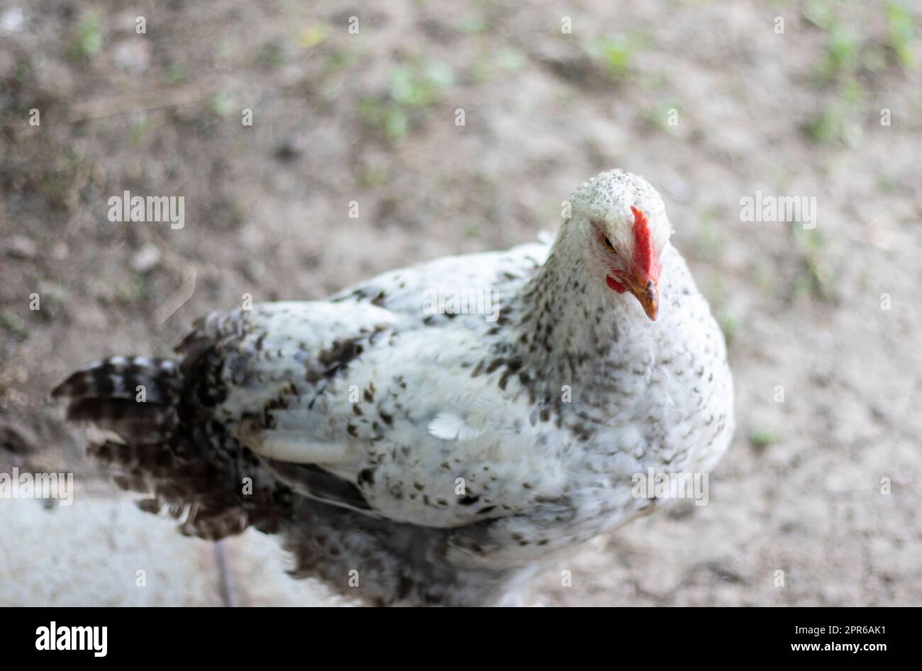 Hens graze in yard farm hi-res stock photography and images - Alamy