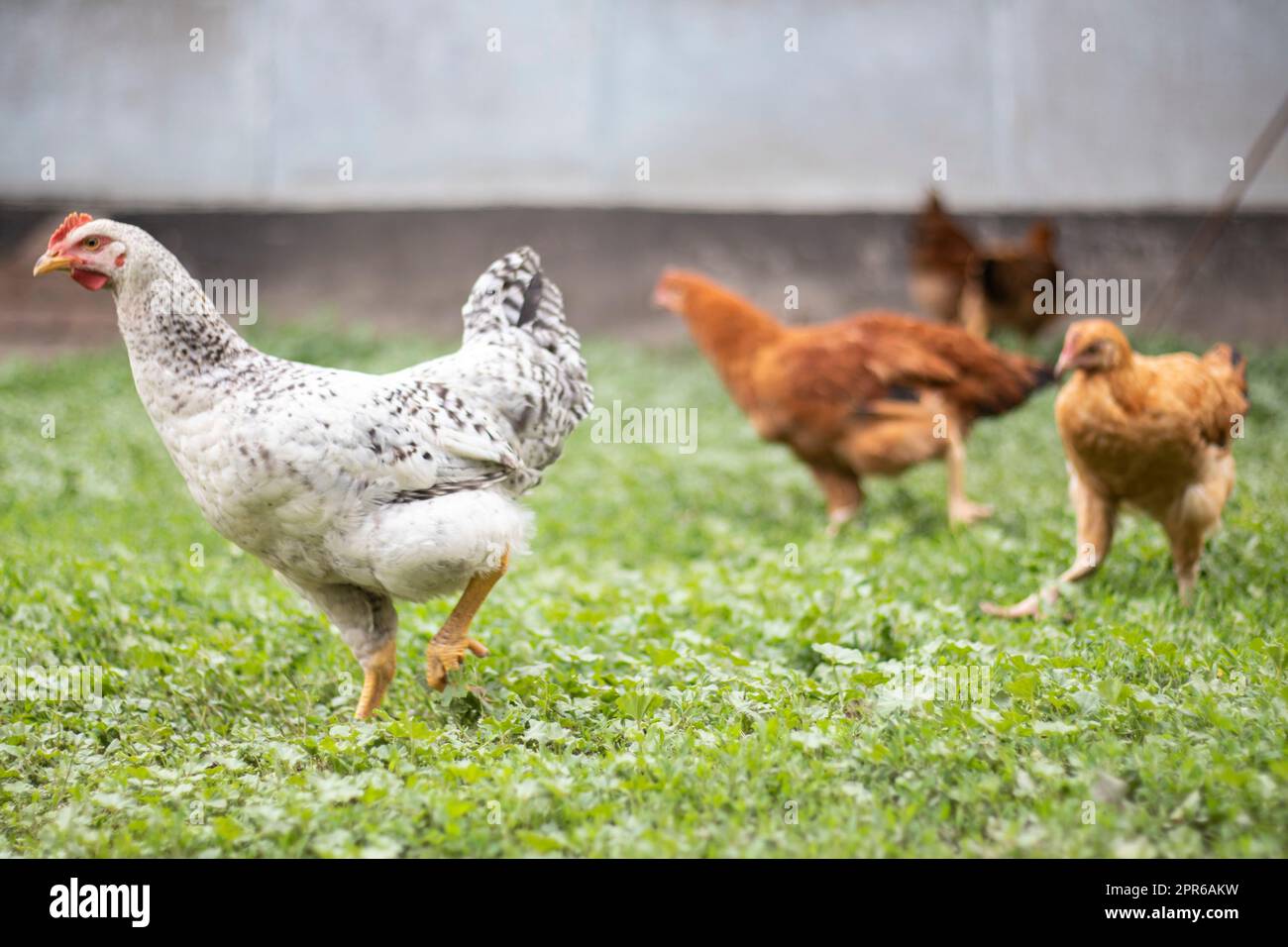 Bio chicken farm hi-res stock photography and images - Alamy