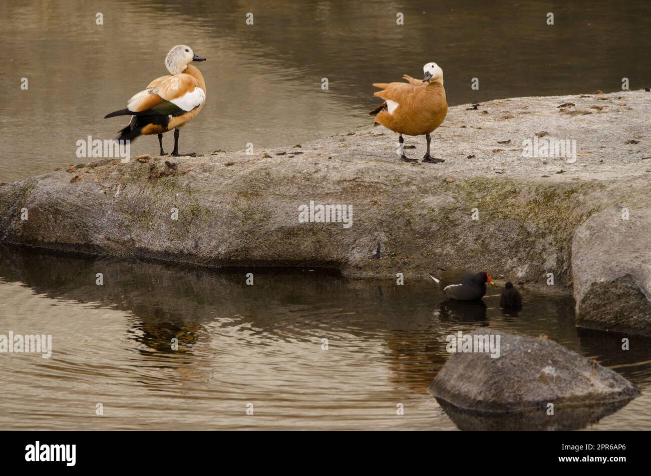 Pair of ruddy shelducks Stock Photo - Alamy