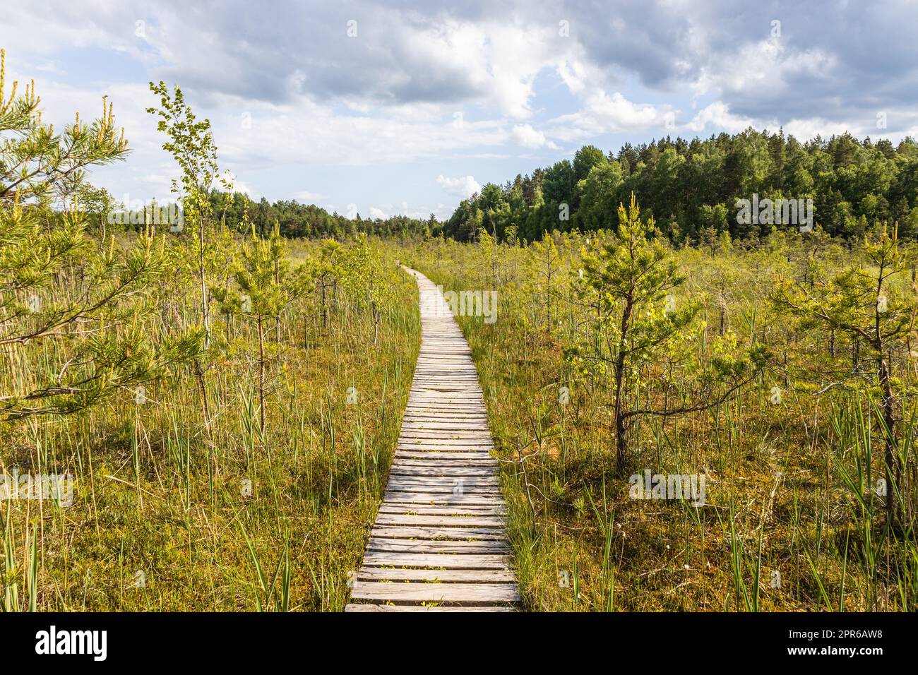 Swamp bog wetland boardwalk hi-res stock photography and images - Alamy