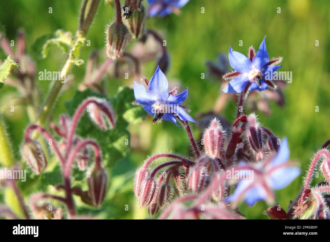 Borage flowers hi-res stock photography and images - Alamy