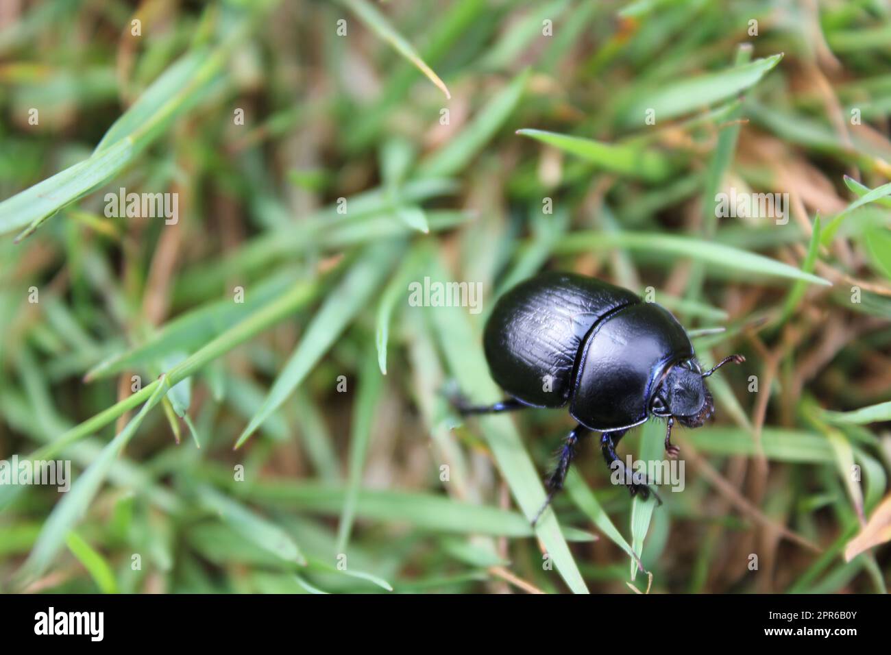 Beautiful purple blue dung beetle is crawling on grass Germany Stock ...