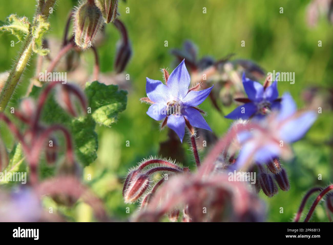 Flowers of cucumber plant hi-res stock photography and images - Alamy