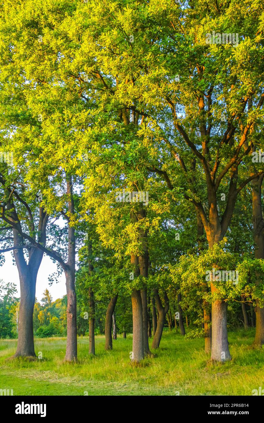 Natural panorama view with pathway green plants trees forest Germany ...