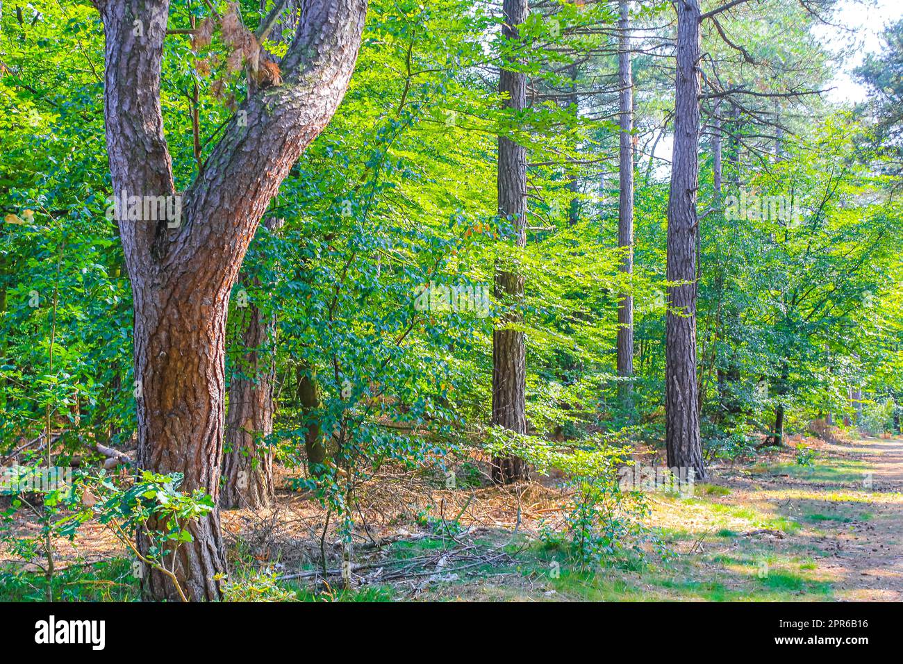 Natural panorama view with pathway green plants trees forest Germany ...