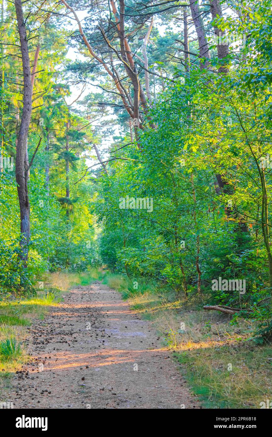 Natural panorama view with pathway green plants trees forest Germany ...