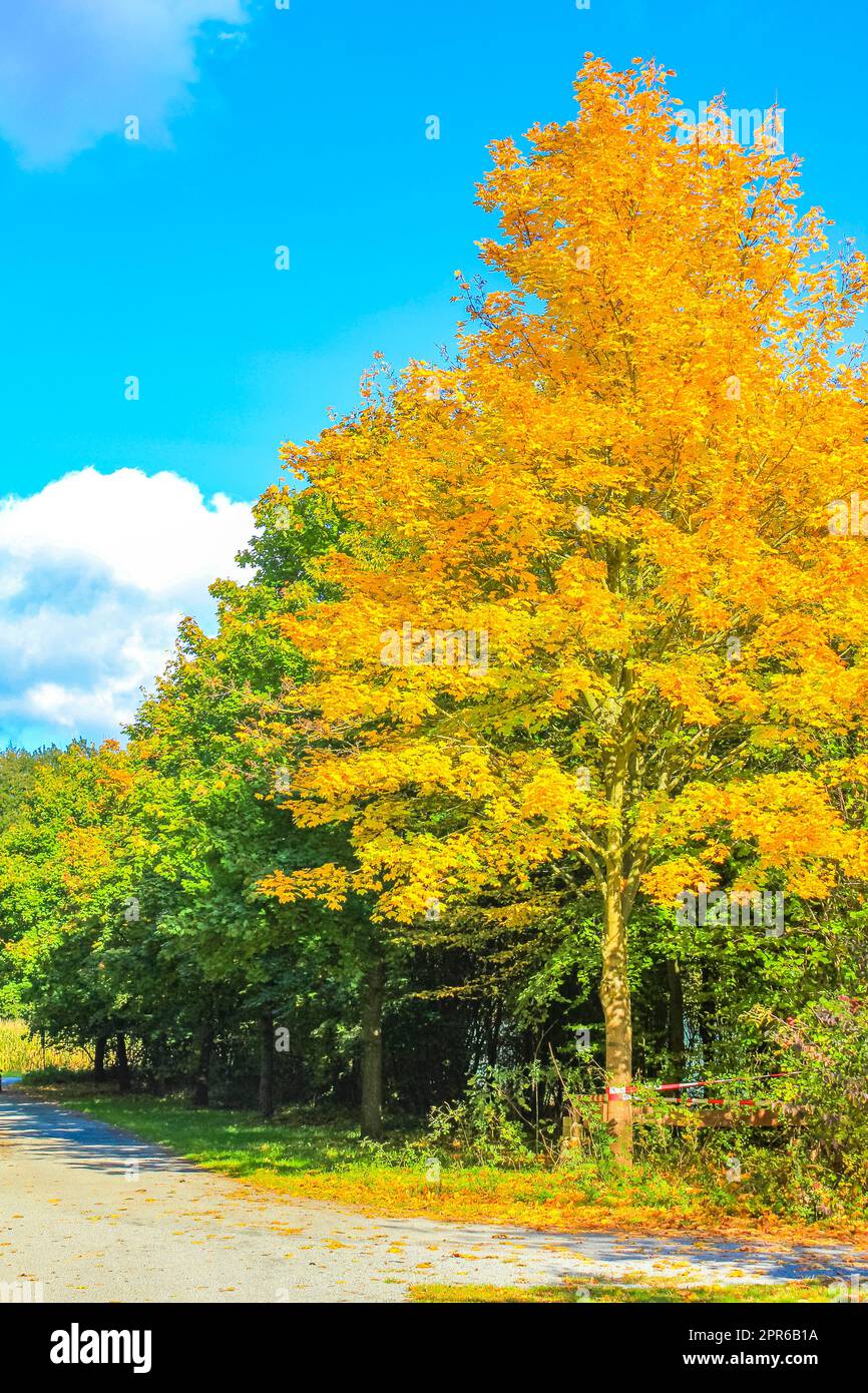 Natural panorama view with pathway green plants trees forest Germany ...