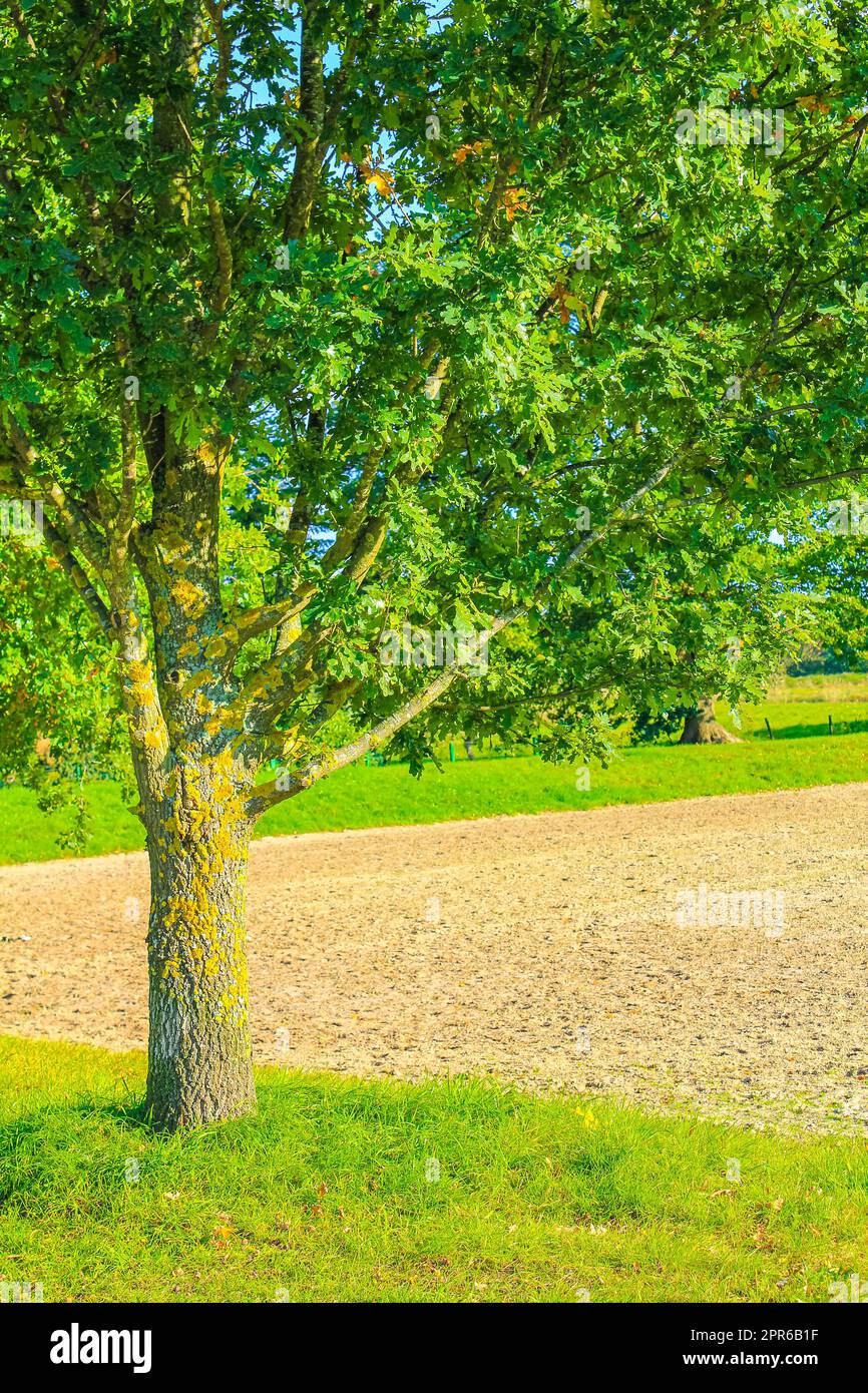 Natural panorama view with pathway green plants trees forest Germany ...