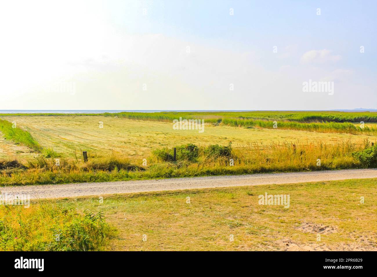 Natural panorama view with pathway green plants trees forest Germany ...