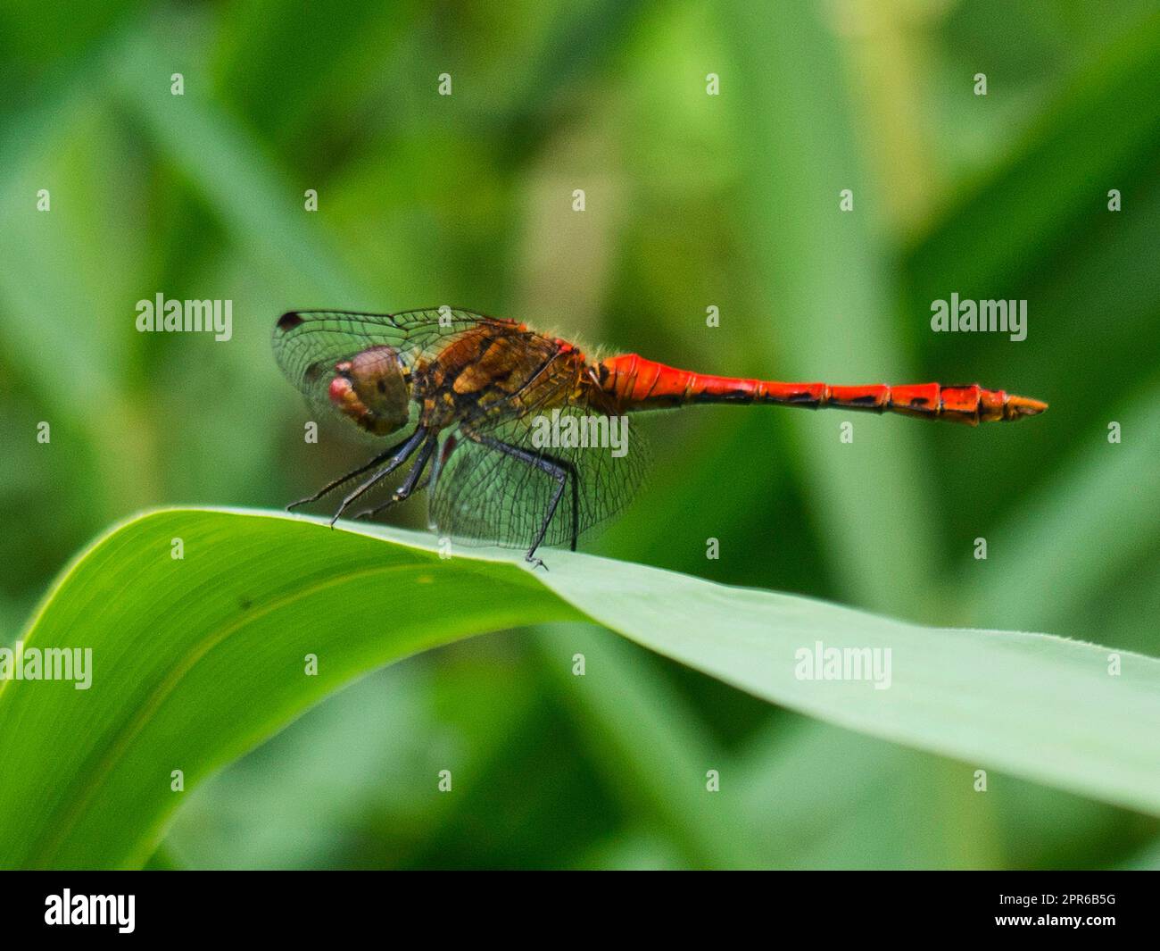 Germany, Hamm, Dragon-fly in the Spa park Hamm Stock Photo - Alamy
