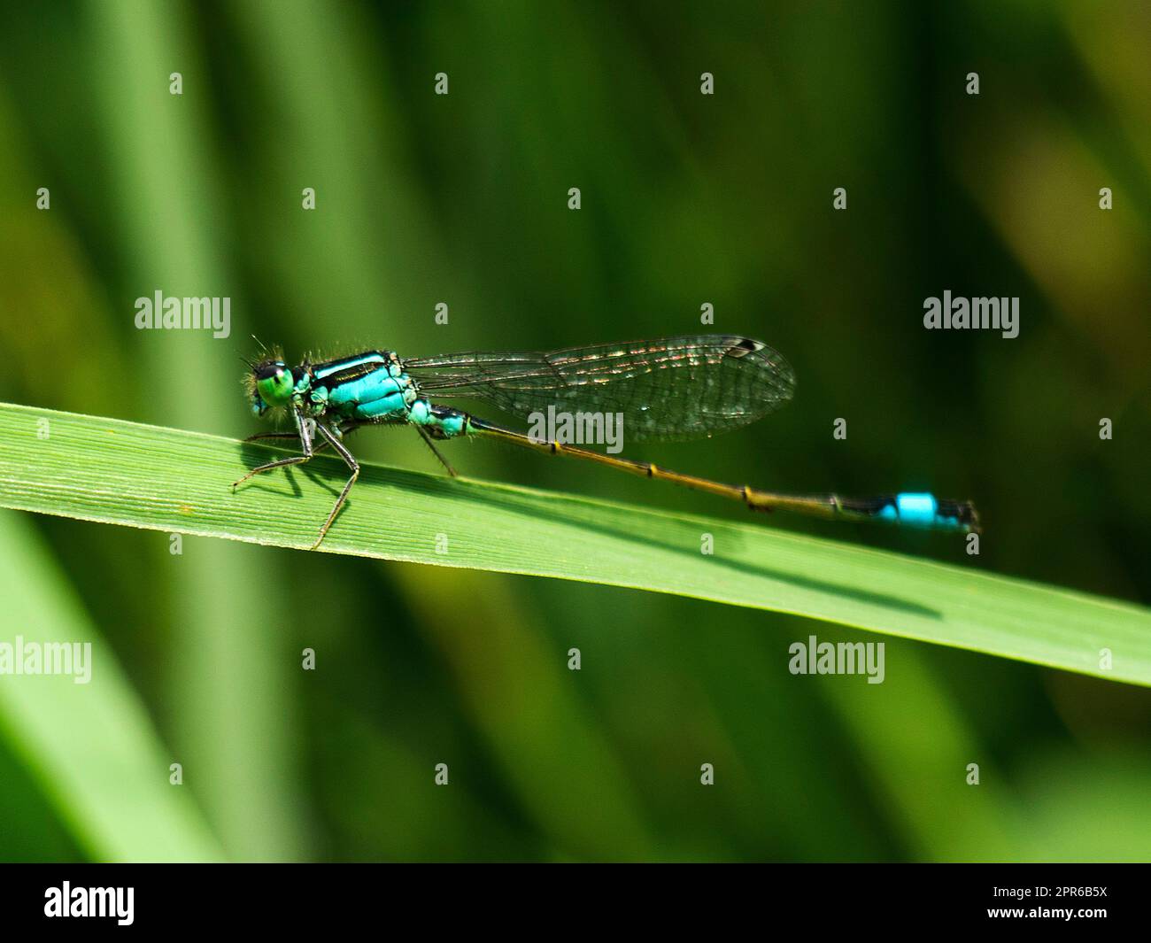 Germany, Hamm, Dragon-fly in the Spa park Hamm Stock Photo - Alamy