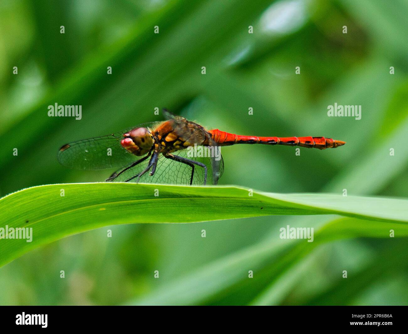 Germany, Hamm, Dragon-fly in the Spa park Hamm Stock Photo - Alamy