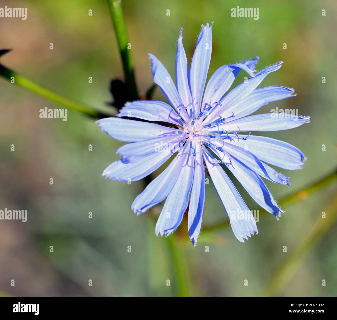 Chicory flower (Latin. Cichorium) of blue color Stock Photo - Alamy