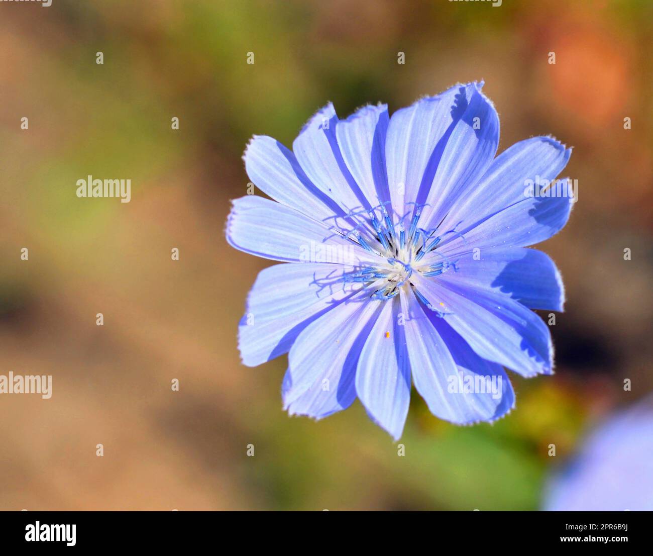Chicory flower (Latin. Cichorium) of blue color Stock Photo - Alamy